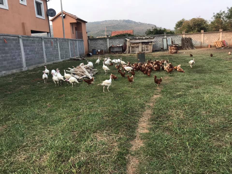 Domaće ćureće meso - Domaća hrana