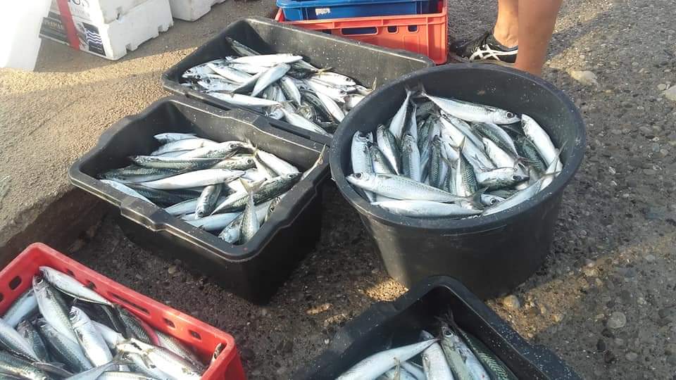 Domaća riba - Domaća hrana