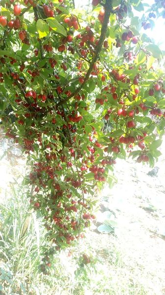 Drenjine - Domaća hrana